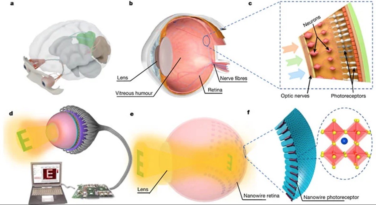 Ojo biónico con una visión más nítida que el ojo humano podría estar ...